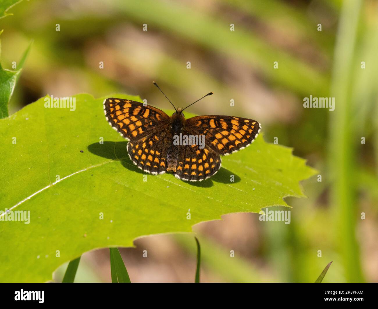Heath Fritillary Resting on a Leaf Stock Photo - Alamy