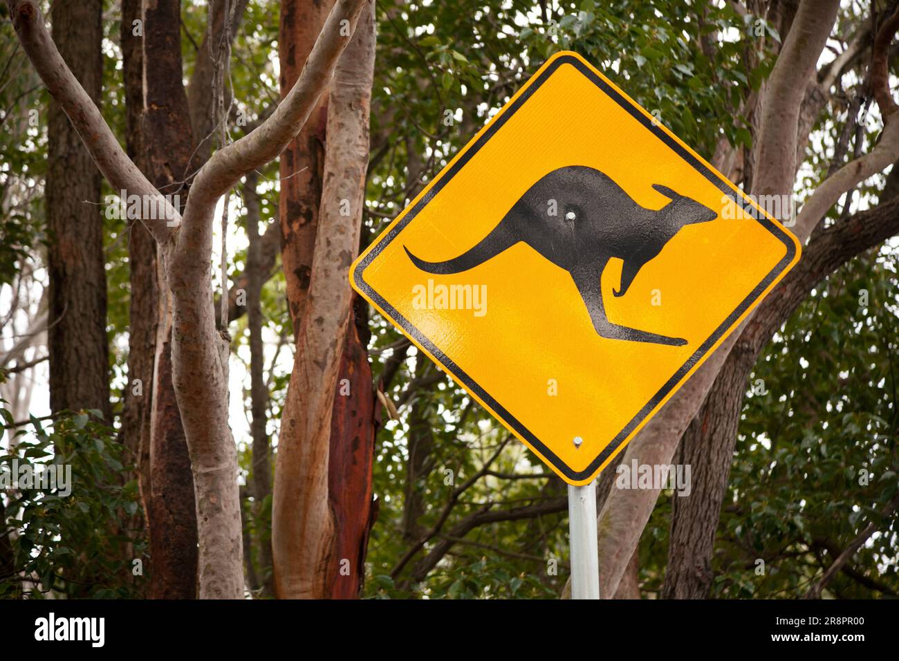 Kangaroo crossing sign, near Mannering Park, Central Coast, Australia ...
