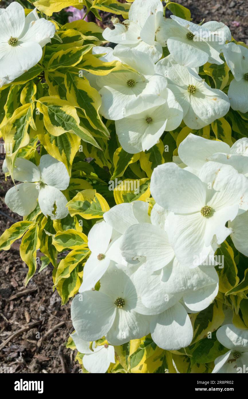 Rutgersensis hi-res stock photography and images - Alamy