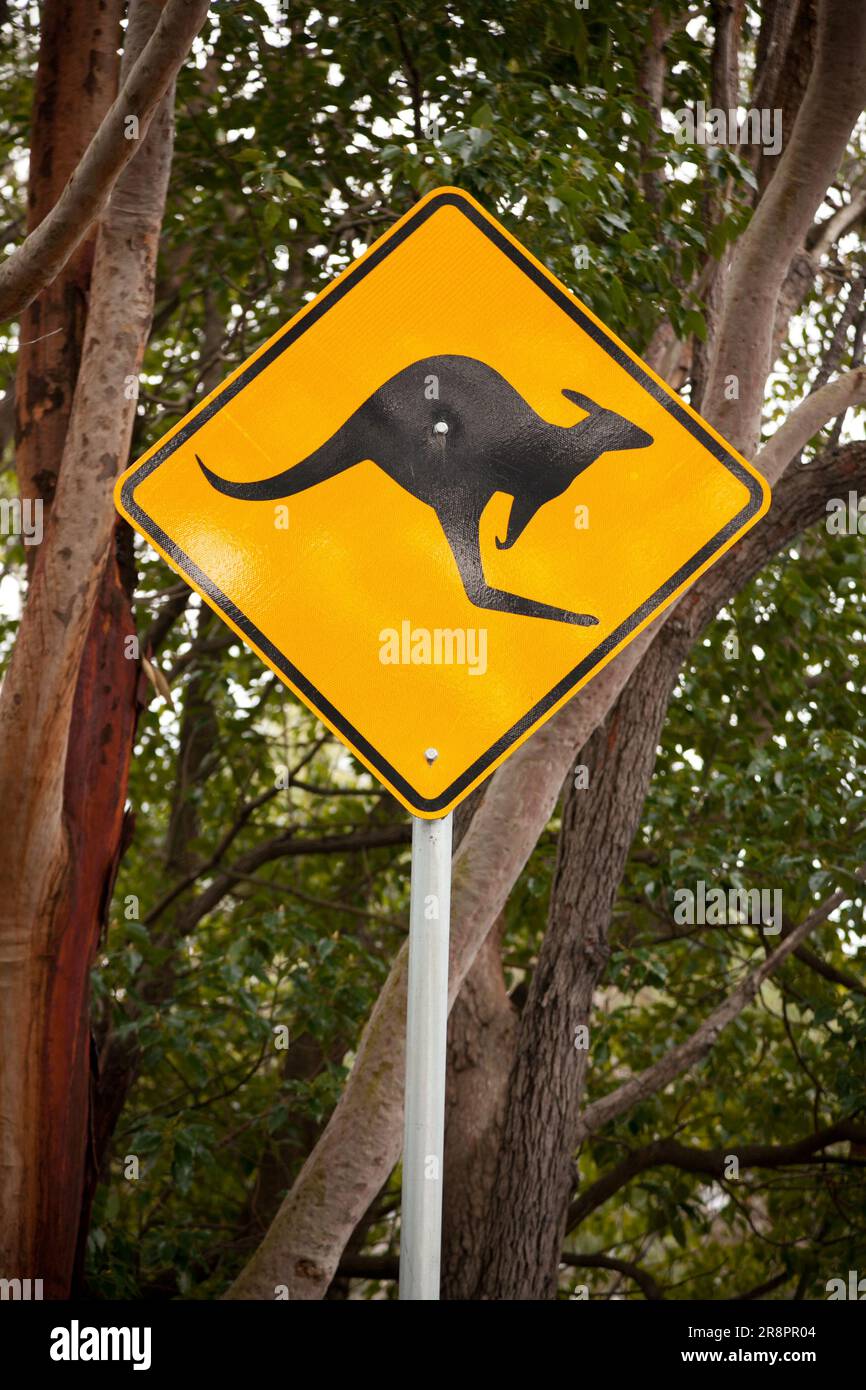 Kangaroo crossing sign, near Mannering Park, Central Coast, Australia ...