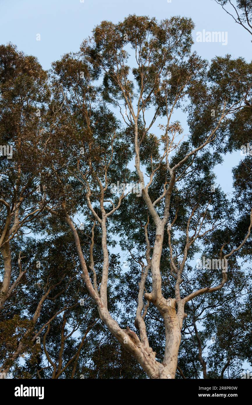 Gum trees beach hi-res stock photography and images - Alamy