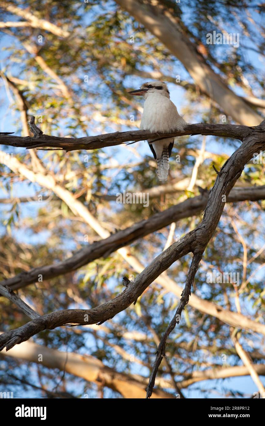 Kookaburra in a tree in Hawk's Nest, NSW, Australia Stock Photo - Alamy