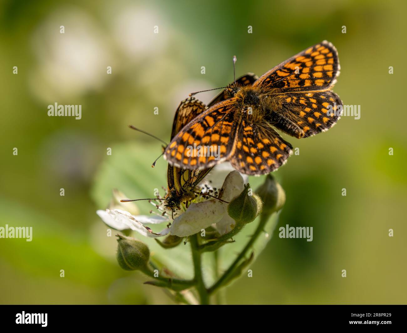 Heath Fritillary Feeding on a Bramble Flower Stock Photo - Alamy