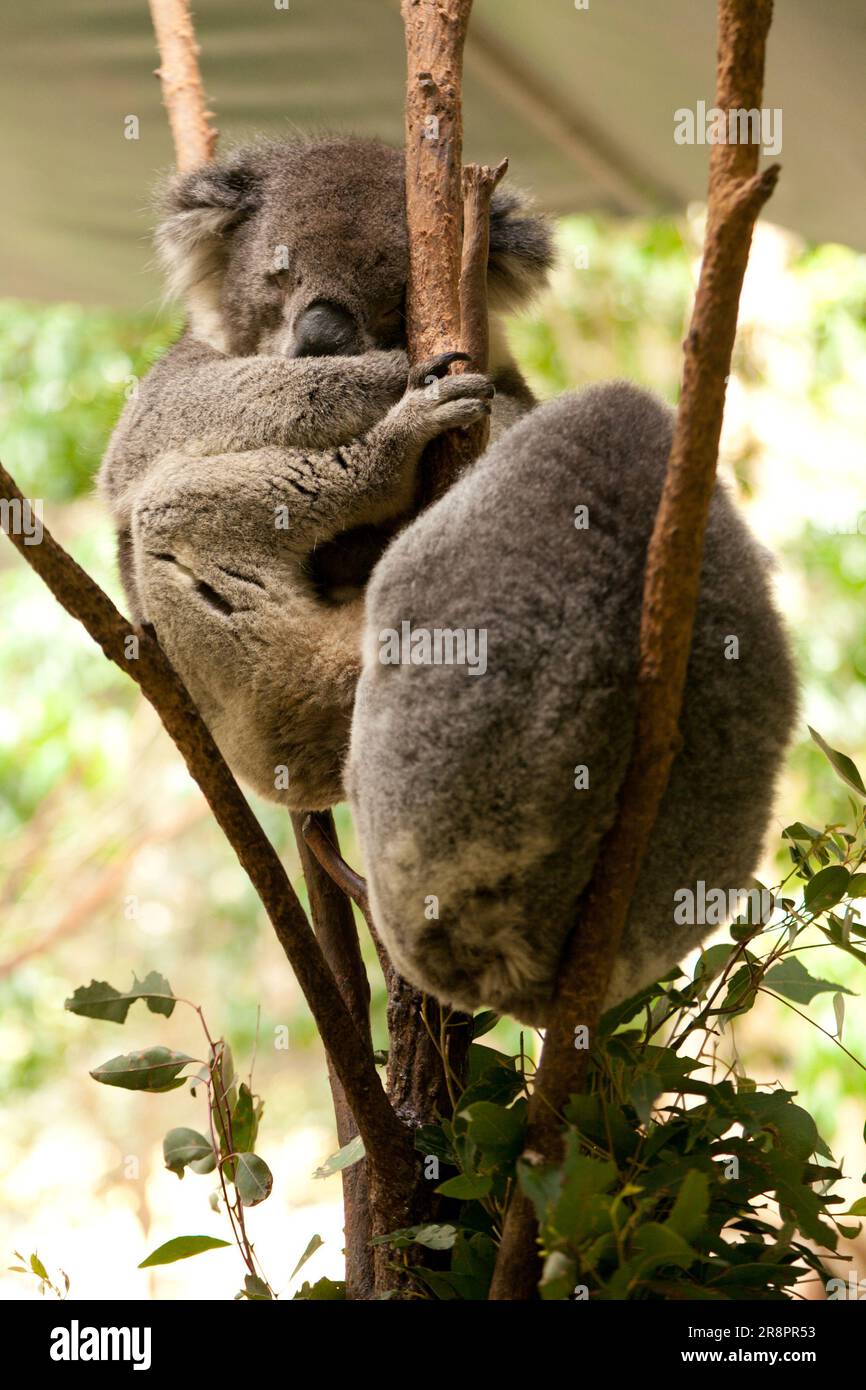 Koalas resting in trees at Koala Park, West Pennant Hills, Sydney ...