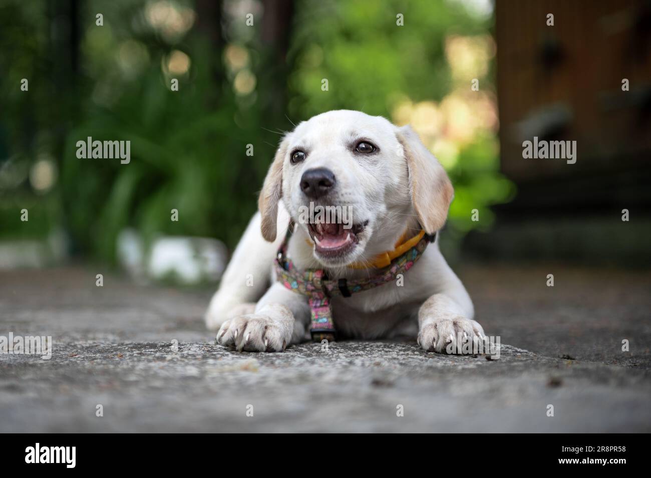 White labrador puppy resting outdoor. Cute white dog. White Labrador ...