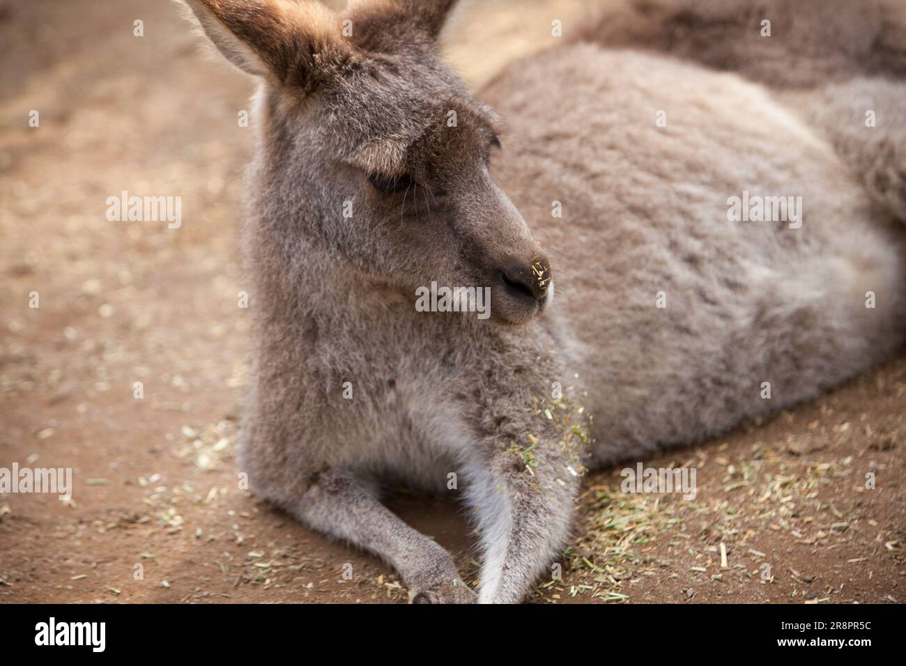 Grey Kangaroo, Koala Park, West Pennant Hills, Sydney, Australia Stock ...