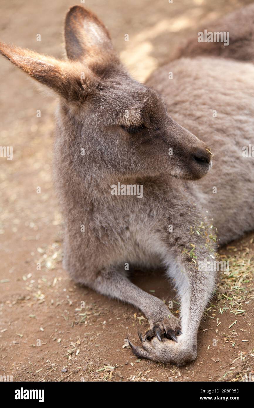 Grey Kangaroo, Koala Park, West Pennant Hills, Sydney, Australia Stock ...