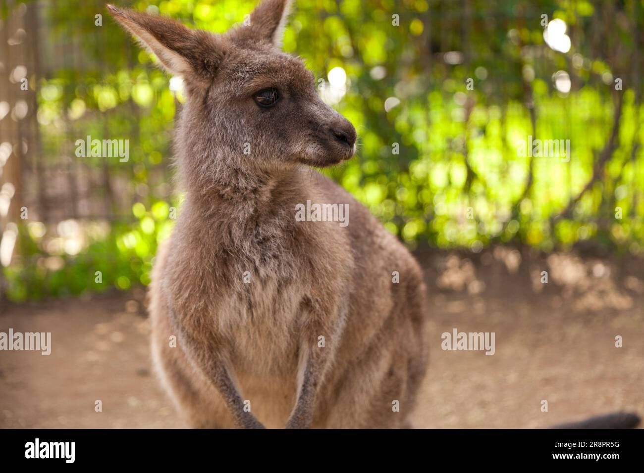 Grey Kangaroo, Koala Park, West Pennant Hills, Sydney, Australia Stock ...