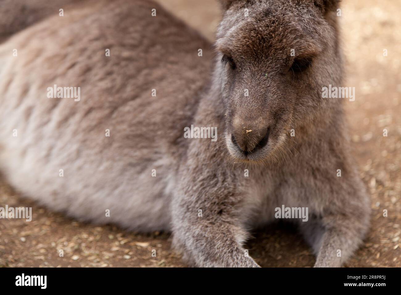 Grey Kangaroo, Koala Park, West Pennant Hills, Sydney, Australia Stock ...