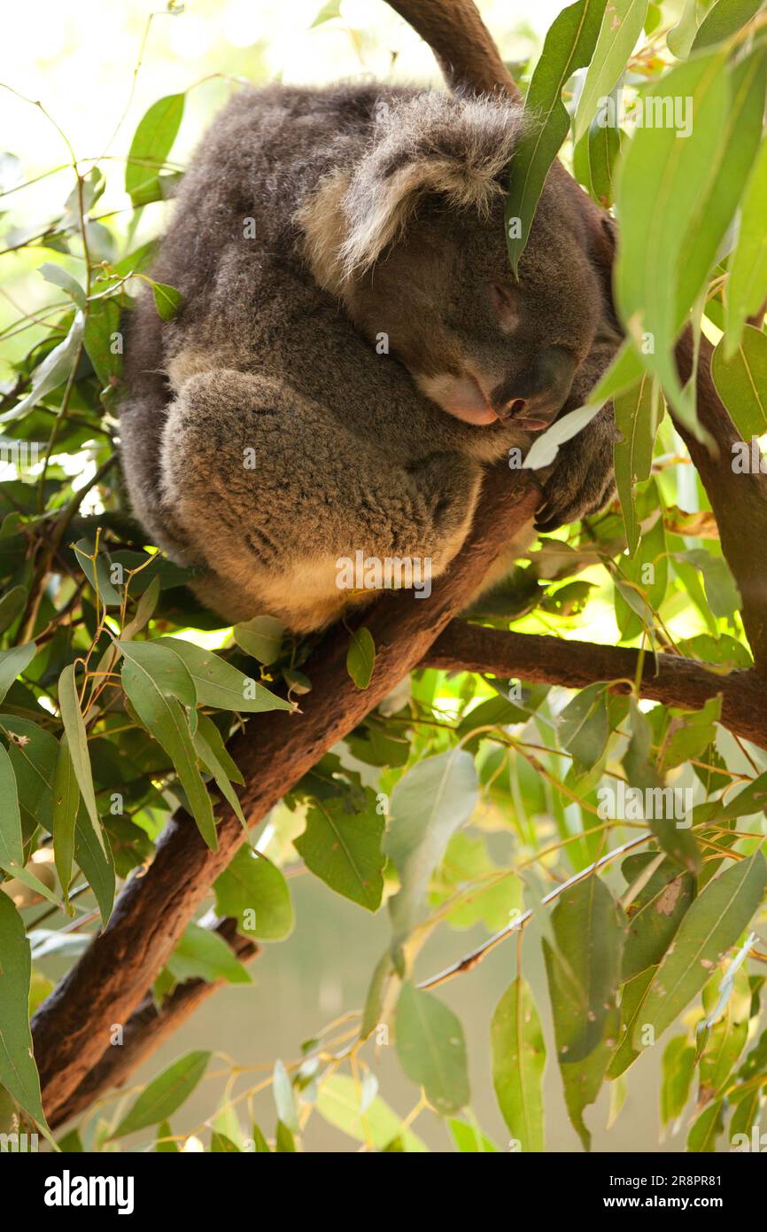 Koalas resting in trees at Koala Park, West Pennant Hills, Sydney ...