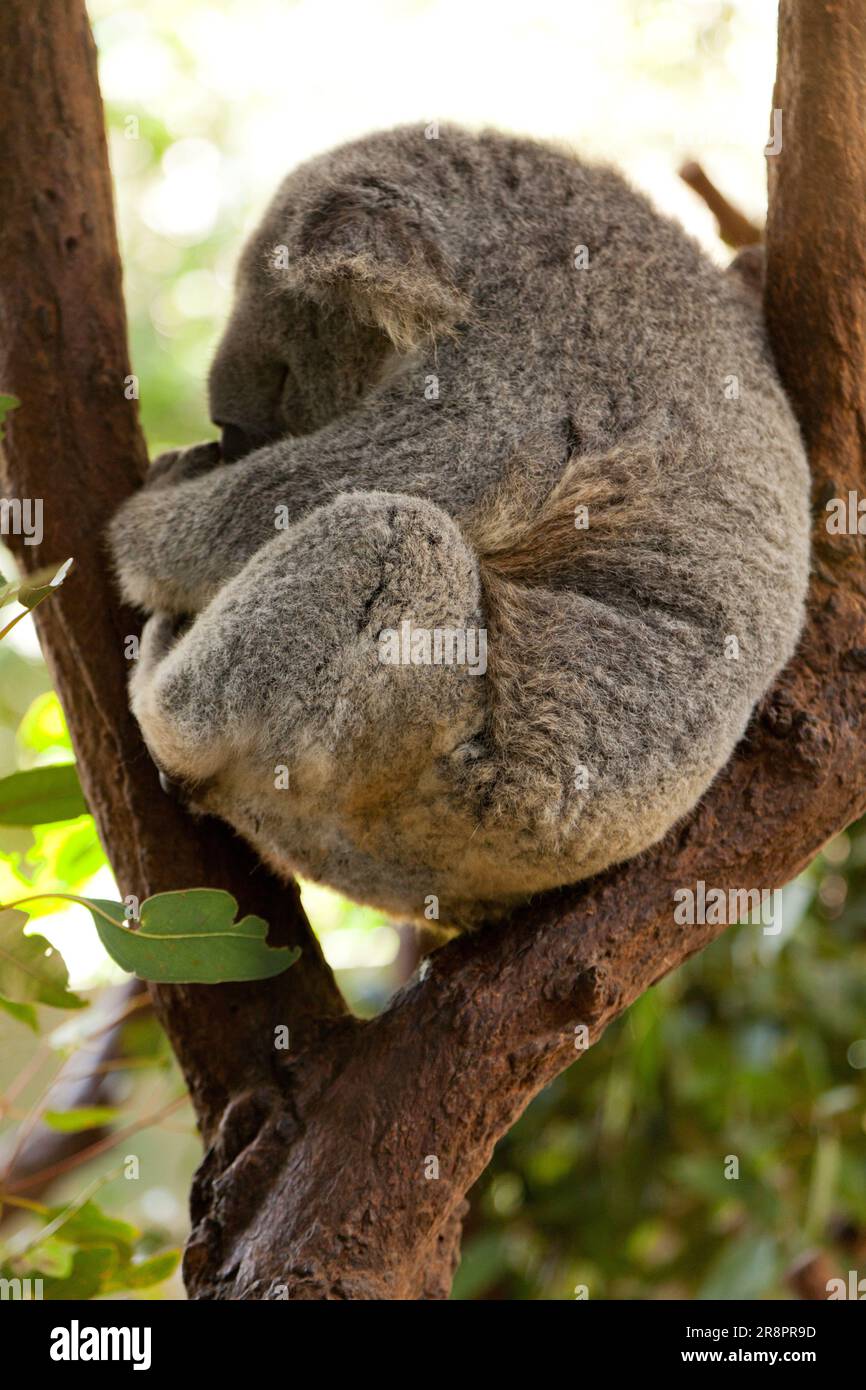Koalas resting in trees at Koala Park, West Pennant Hills, Sydney ...