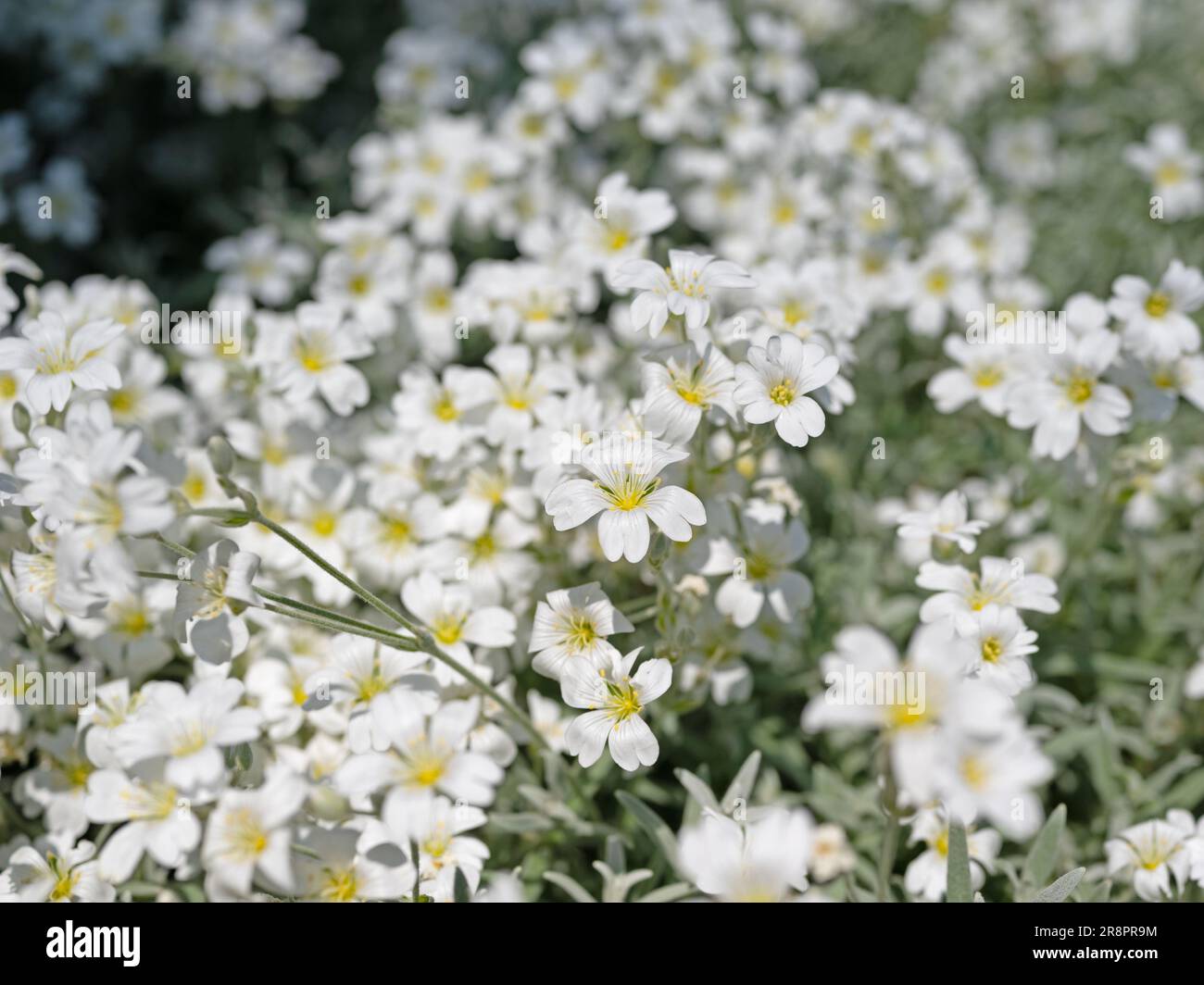 Hornwort hi-res stock photography and images - Alamy