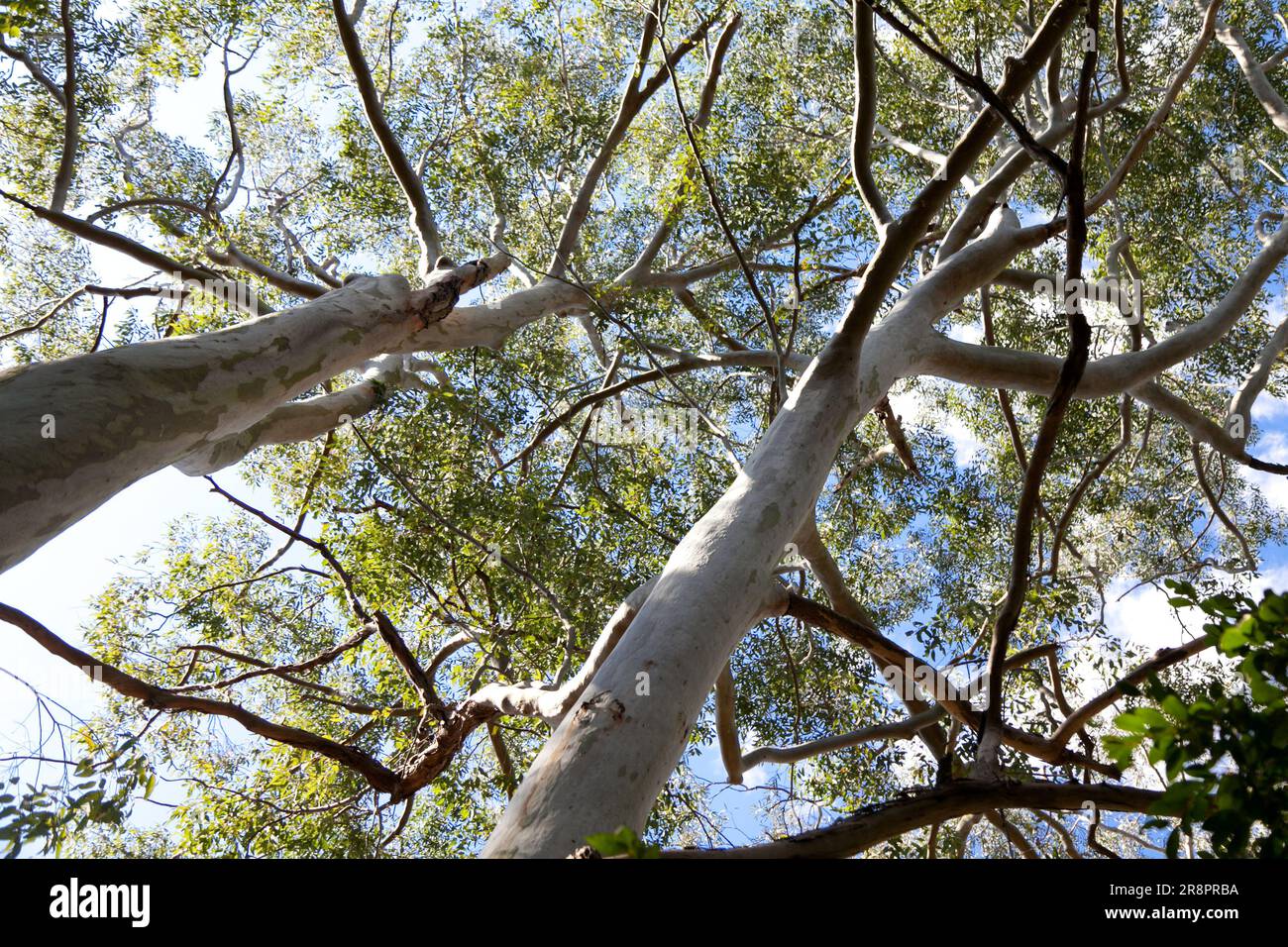 Gum trees, Koala Park, West Pennant Hills, Sydney, Australia Stock ...