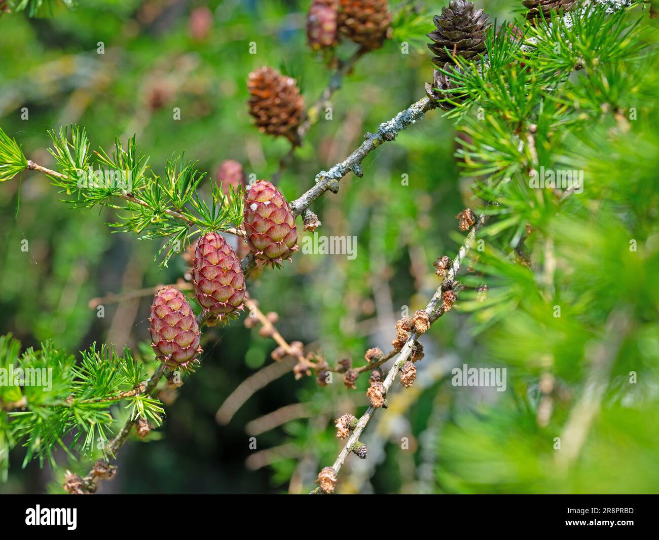 Larch branch with young cones Stock Photo - Alamy