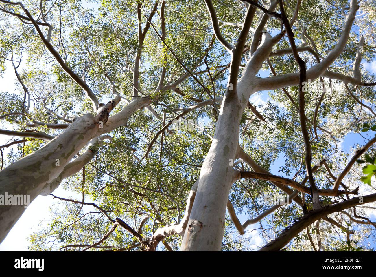 Gum trees, Koala Park, West Pennant Hills, Sydney, Australia Stock ...