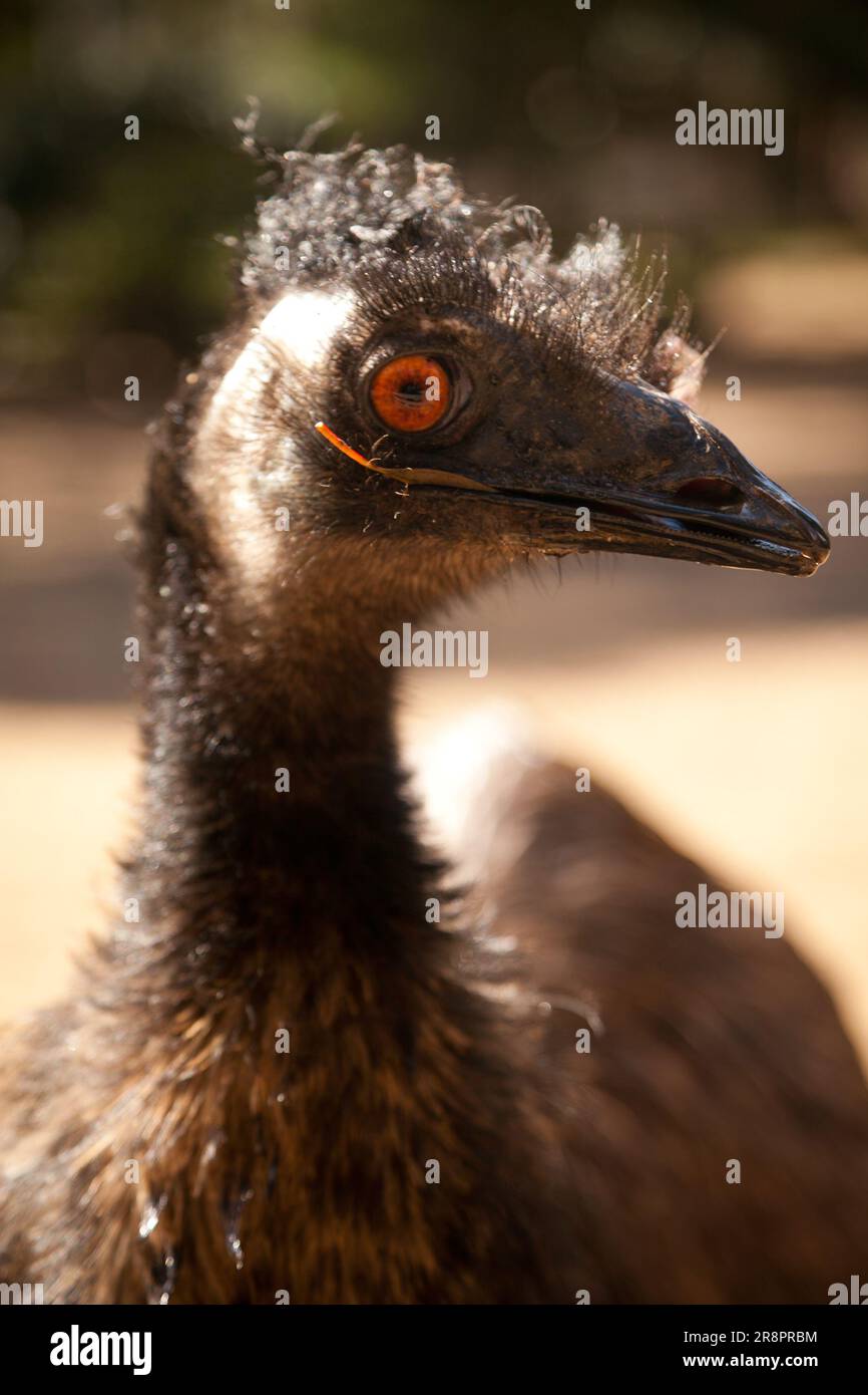 Emu, Koala Park, West Pennant Hills, Sydney, Australia Stock Photo - Alamy