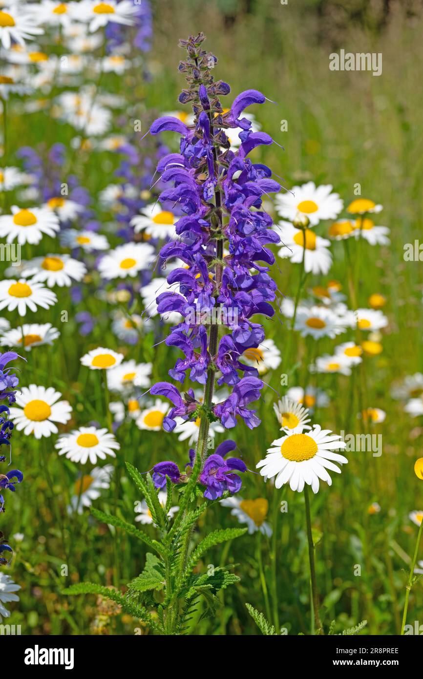 Flowering blue viper's bugloss, Echium vulgare Stock Photo - Alamy