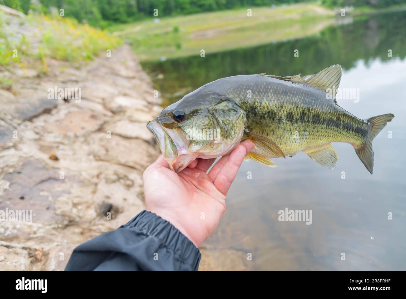 Bass pann fish hi-res stock photography and images - Alamy