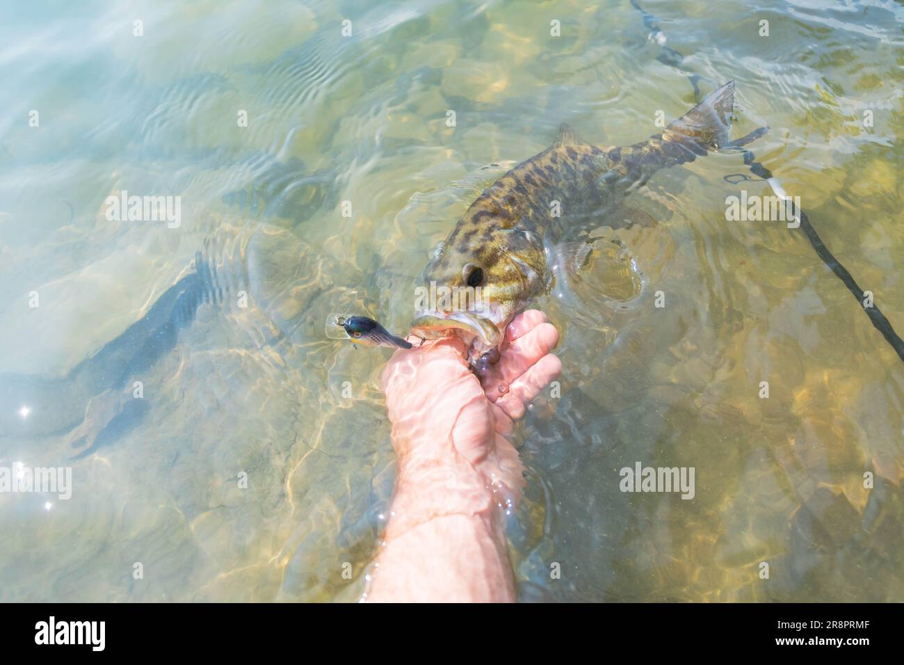 Smallmouth bass shore fishing summer catch, summer activity, fun day at ...
