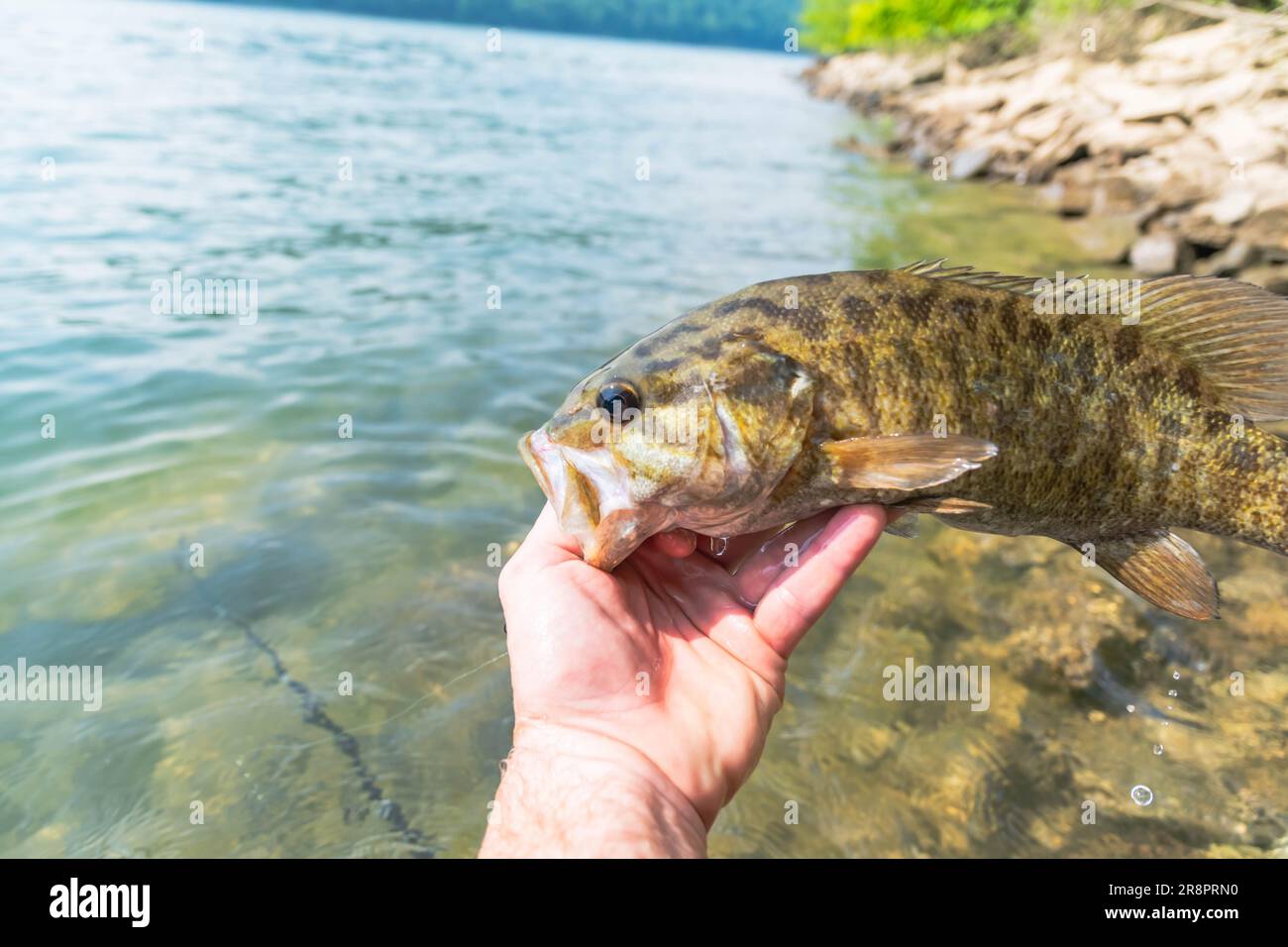 Smallmouth bass shore fishing summer catch, summer activity, fun day at ...