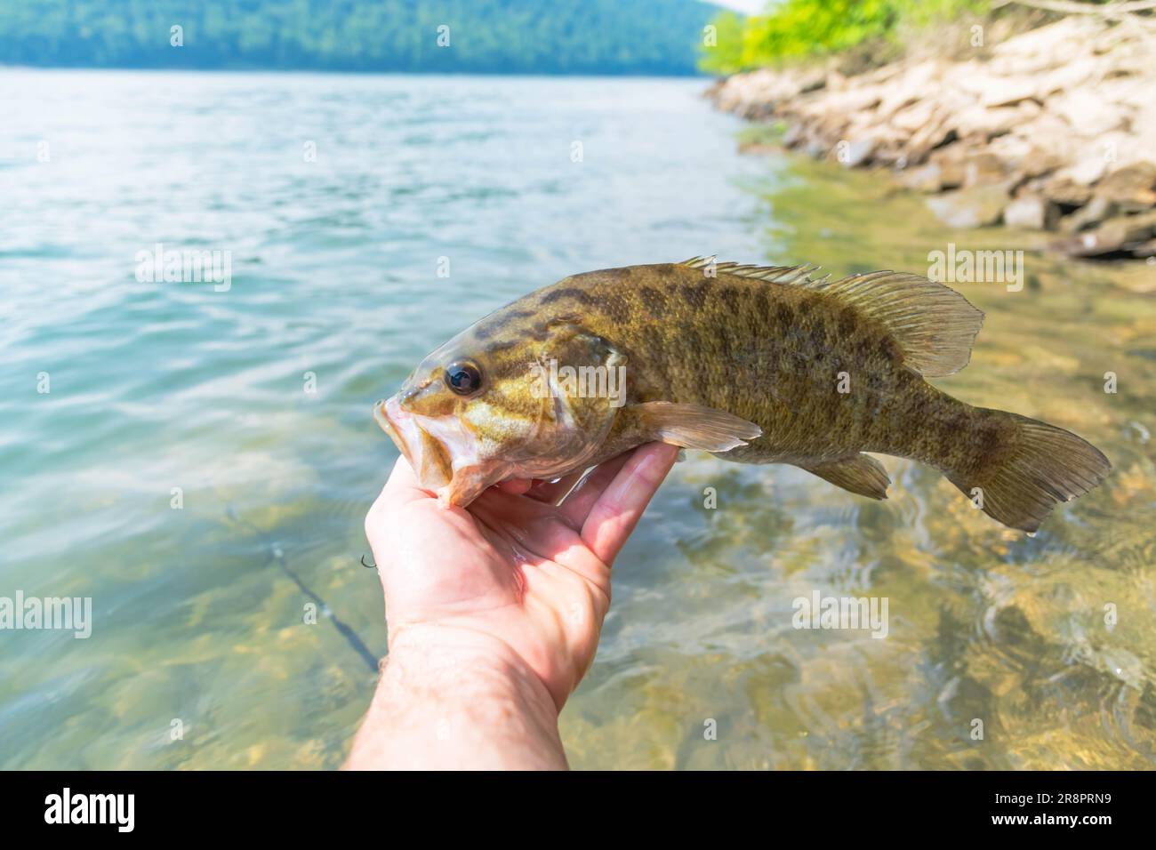 Smallmouth bass shore fishing summer catch, summer activity, fun day at ...
