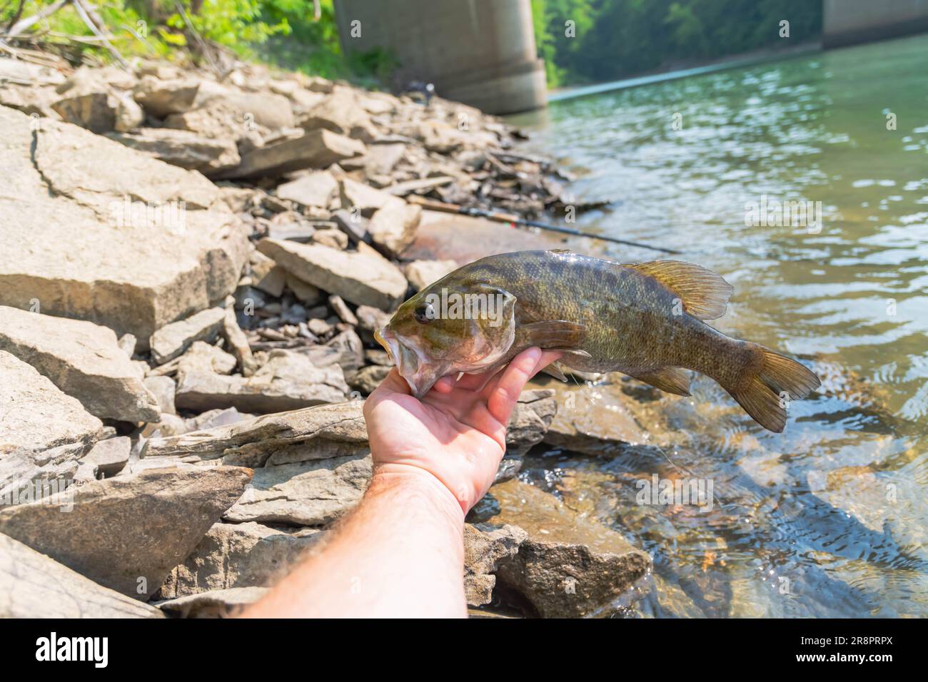 Smallmouth bass shore fishing summer catch, summer activity, fun day at ...