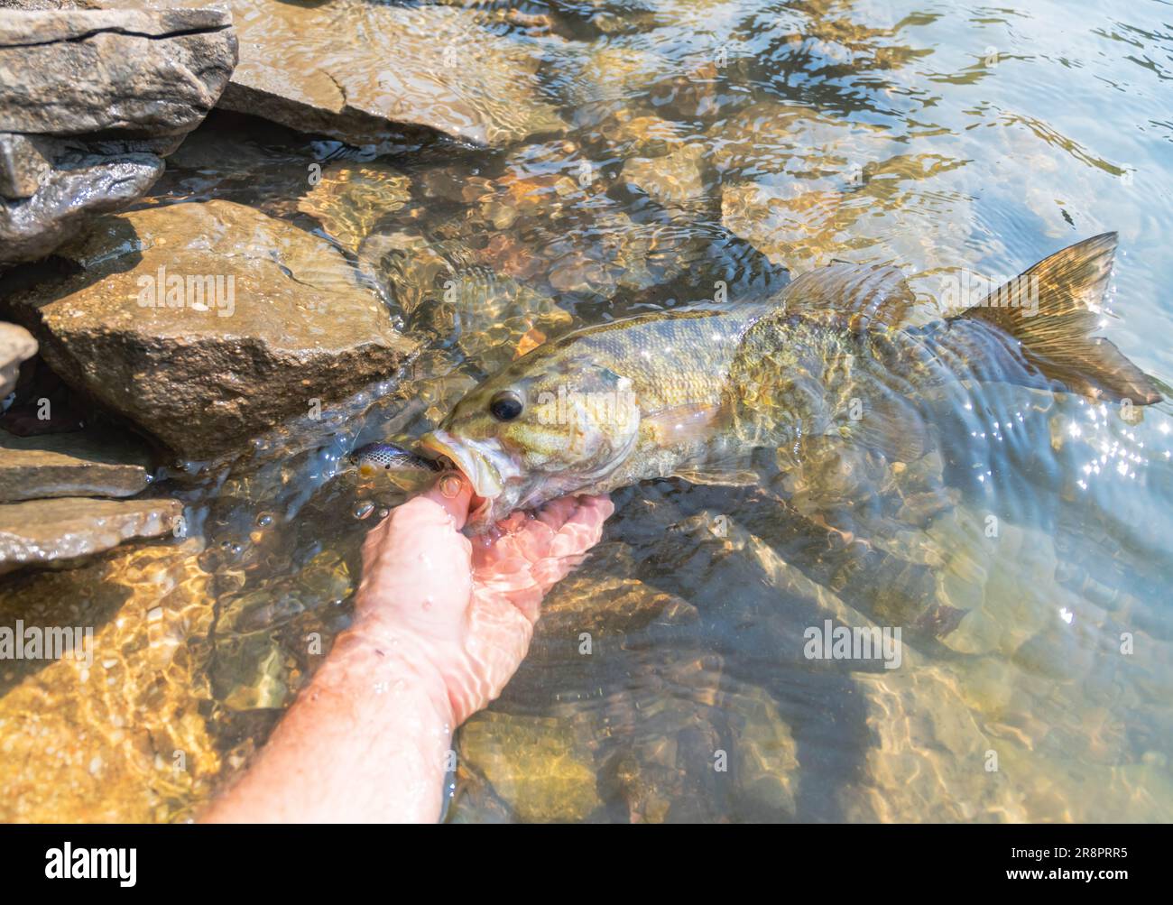 Smallmouth bass shore fishing summer catch, summer activity, fun day at ...