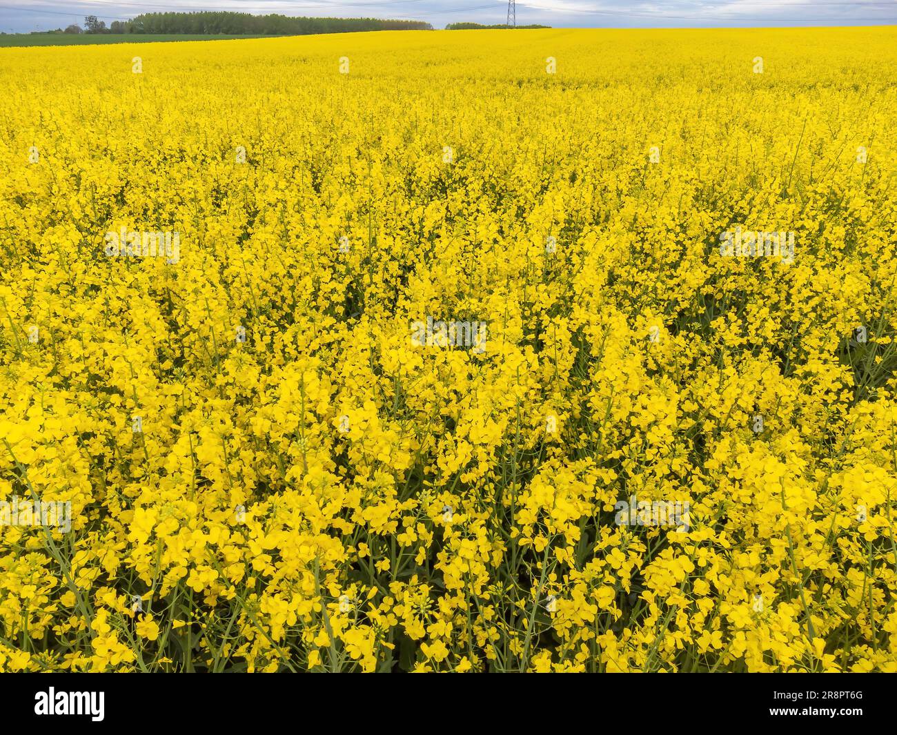 A Rapeseed crop (Brassica napus), also known as rape, or oilseed rape ...