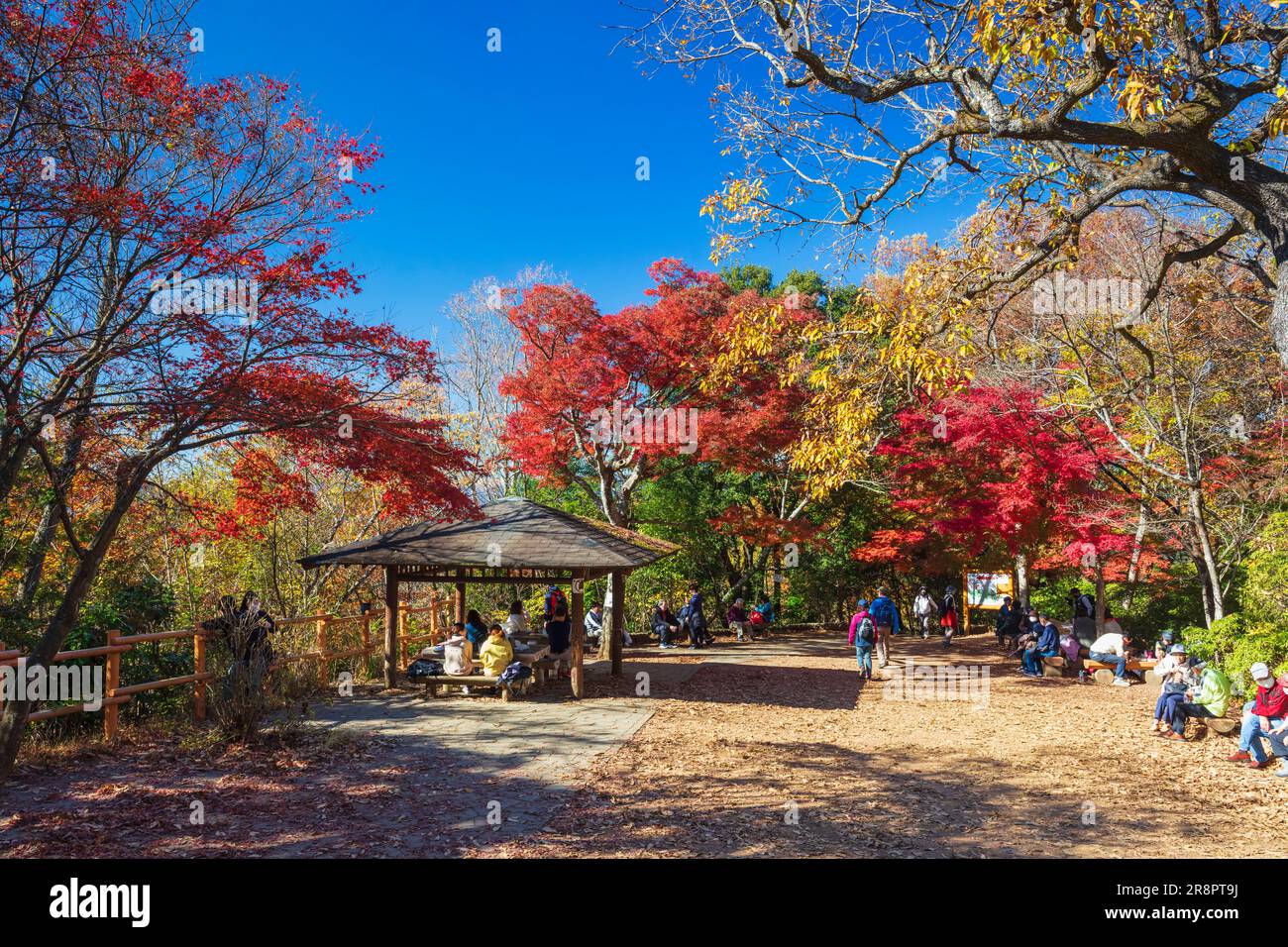 Meiji no mori takao quasi national park hi-res stock photography and ...