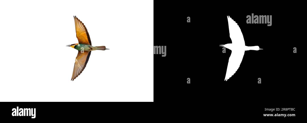 A European Bee-eater (Merops apiaster) in flight isolated on white ...