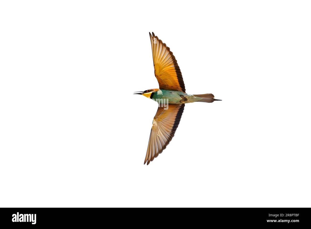 A European Bee-eater (Merops apiaster) in flight isolated on white ...