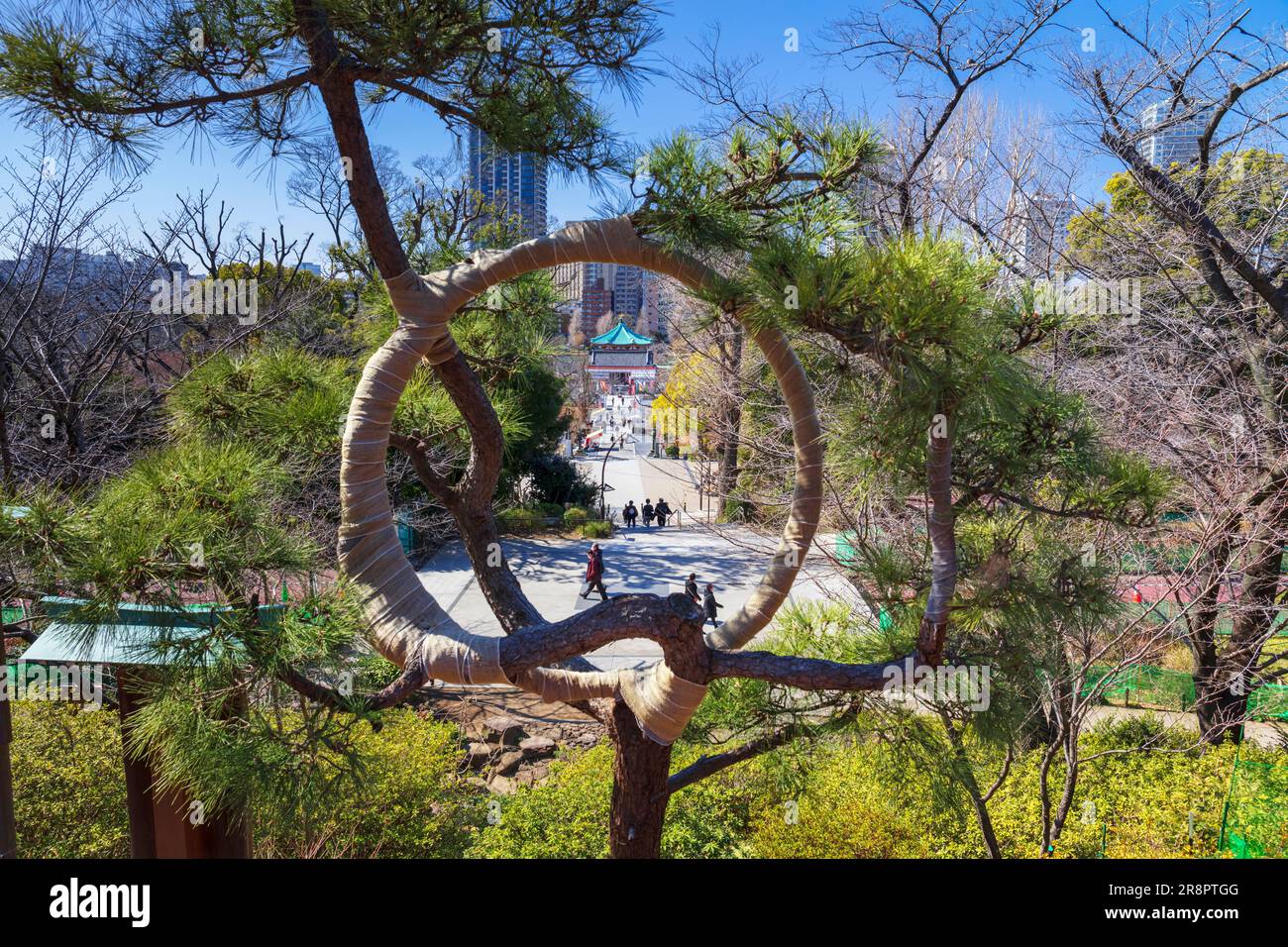 Moon Pine Tree in Kiyomizu Kannondou Stock Photo - Alamy
