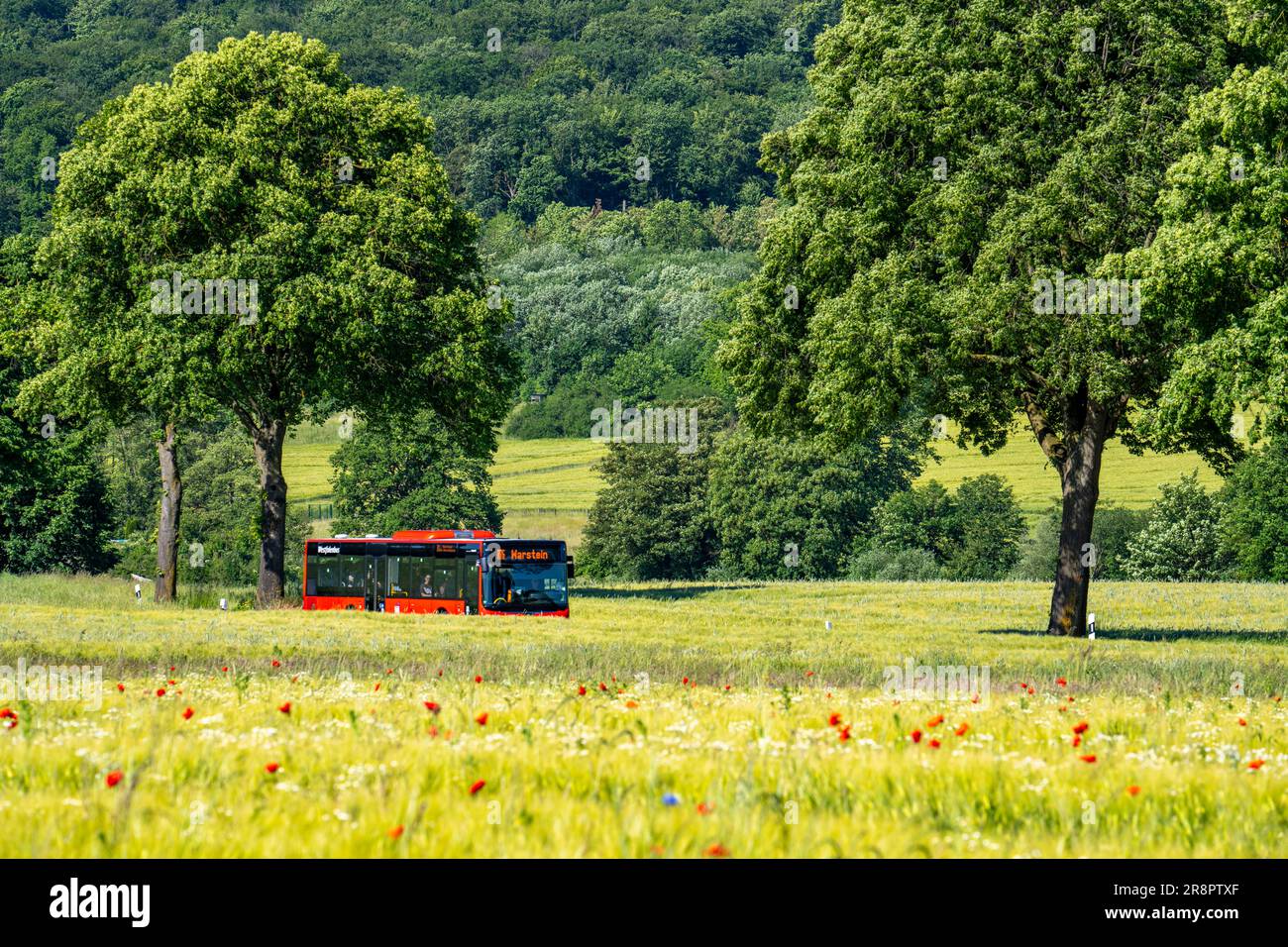 Country road between Hirschberg and Warstein, local bus, public ...