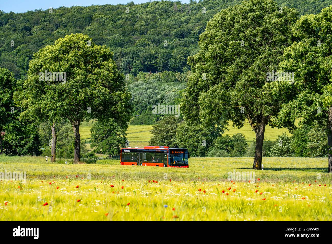 Country road between Hirschberg and Warstein, local bus, public ...