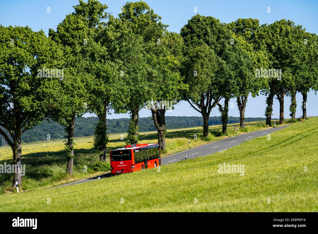 Country road between Hirschberg and Warstein, local bus, public ...
