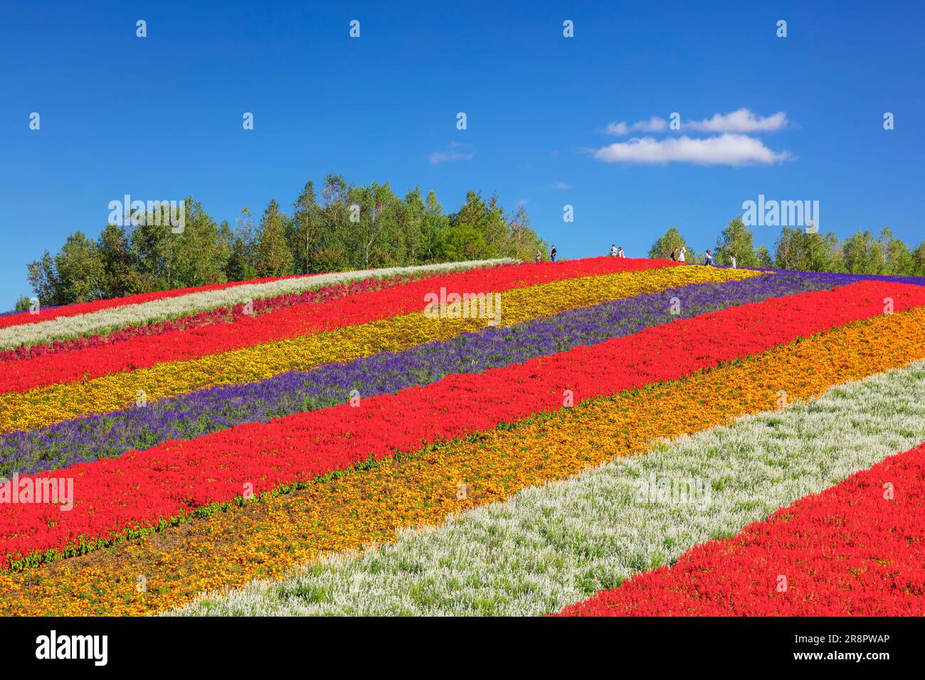 Flower field in Shikisai no Oka Stock Photo - Alamy