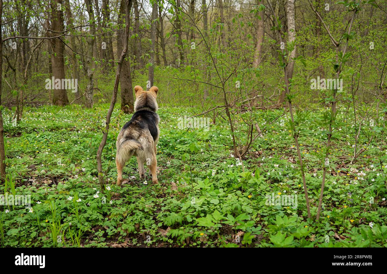 The dog hunts in the forest. Adult happy dog walking outdoors Stock ...