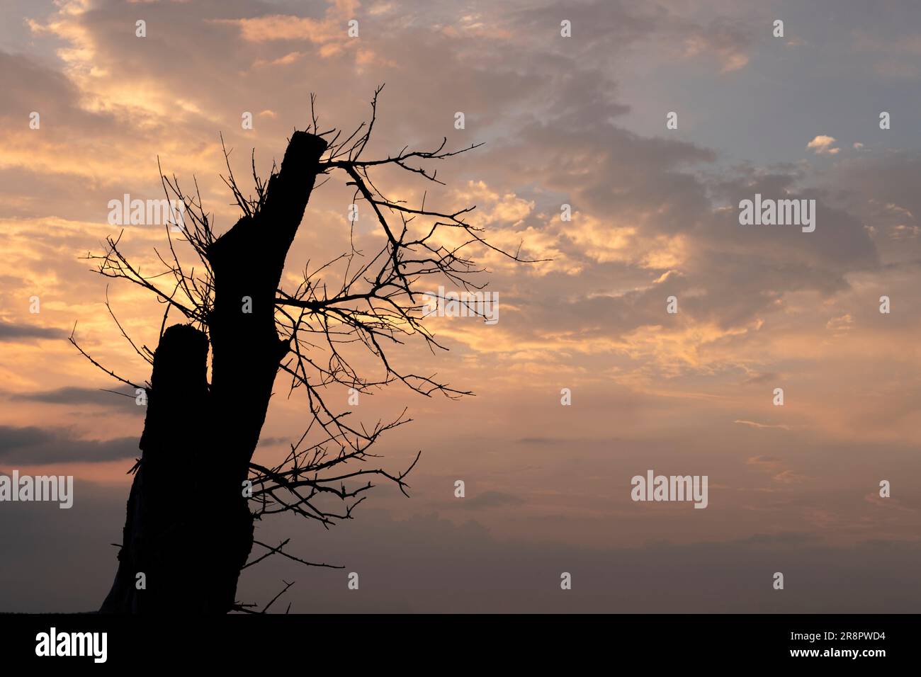 Dead trees during sunrise hi-res stock photography and images - Alamy