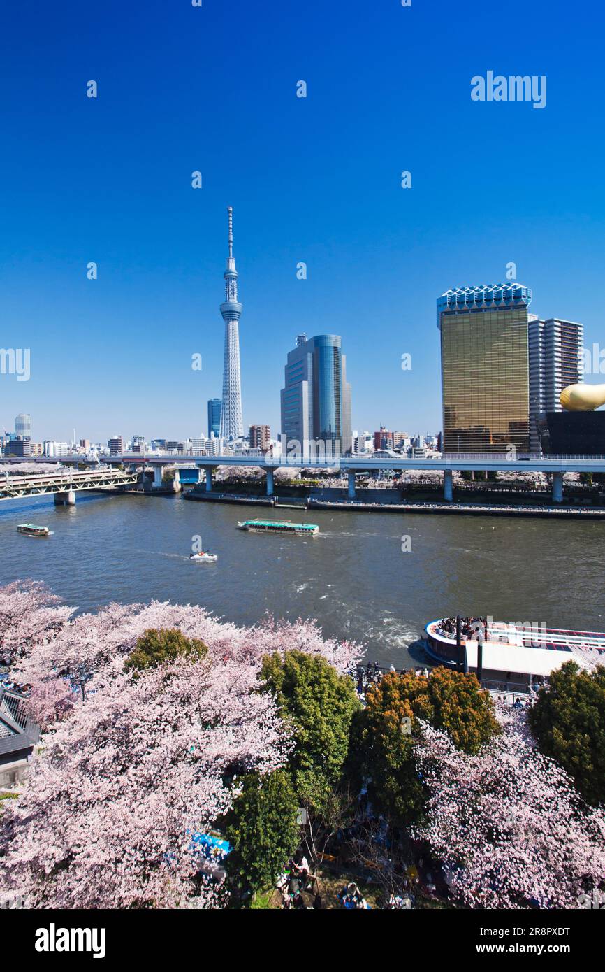 Cherry blossoms on the Sumida River and Tokyo Sky Tree Stock Photo - Alamy