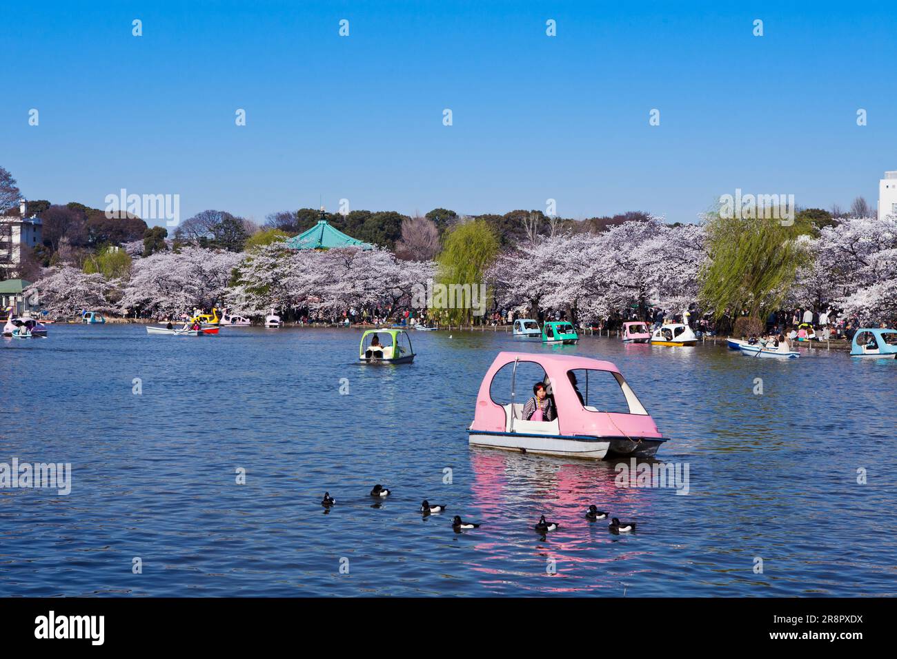 Shinobazuno hi-res stock photography and images - Alamy