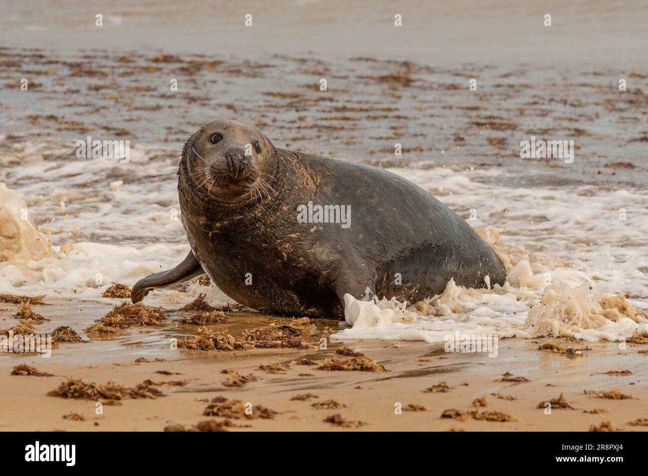 Grey seal male hi-res stock photography and images - Alamy