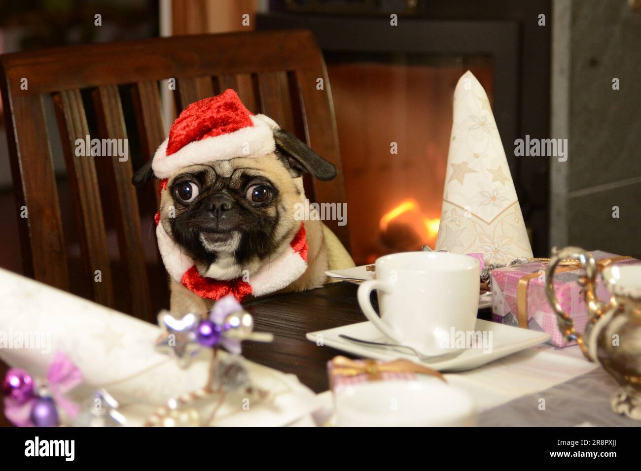 A young pug is sitting at a coffee table with a Santa Claus cap. He is ...
