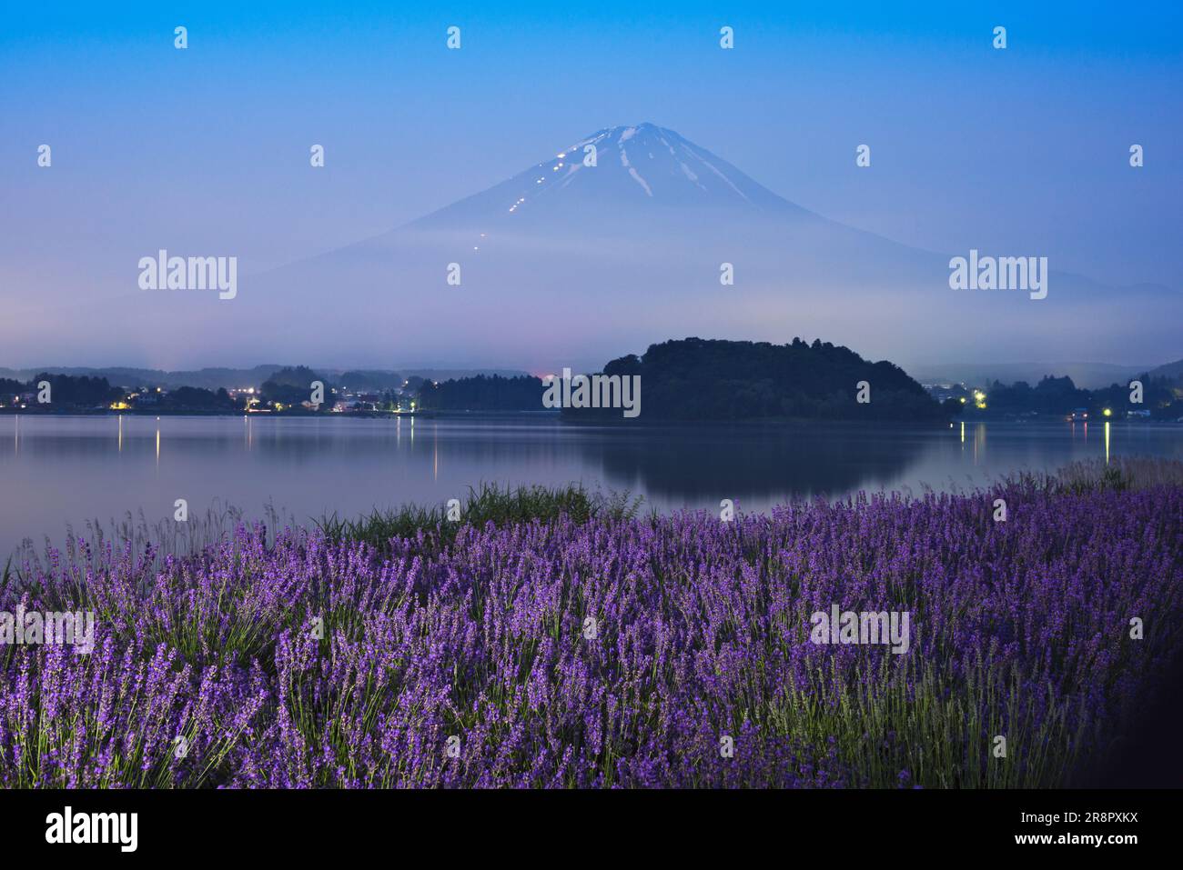 Mt. Fuji and lavender, Lake Kawaguchi Stock Photo - Alamy