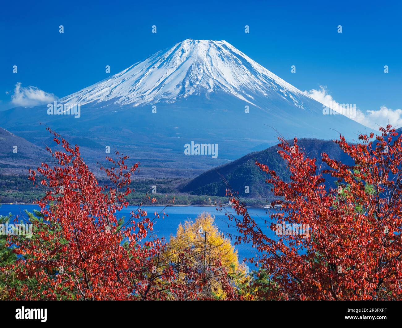 Mt Fuji from Lake Motosuko Stock Photo - Alamy