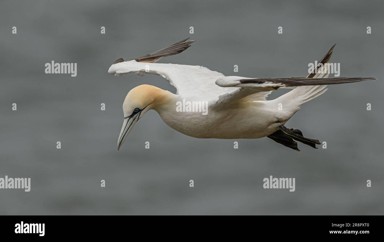 Booby and gannet hi-res stock photography and images - Alamy