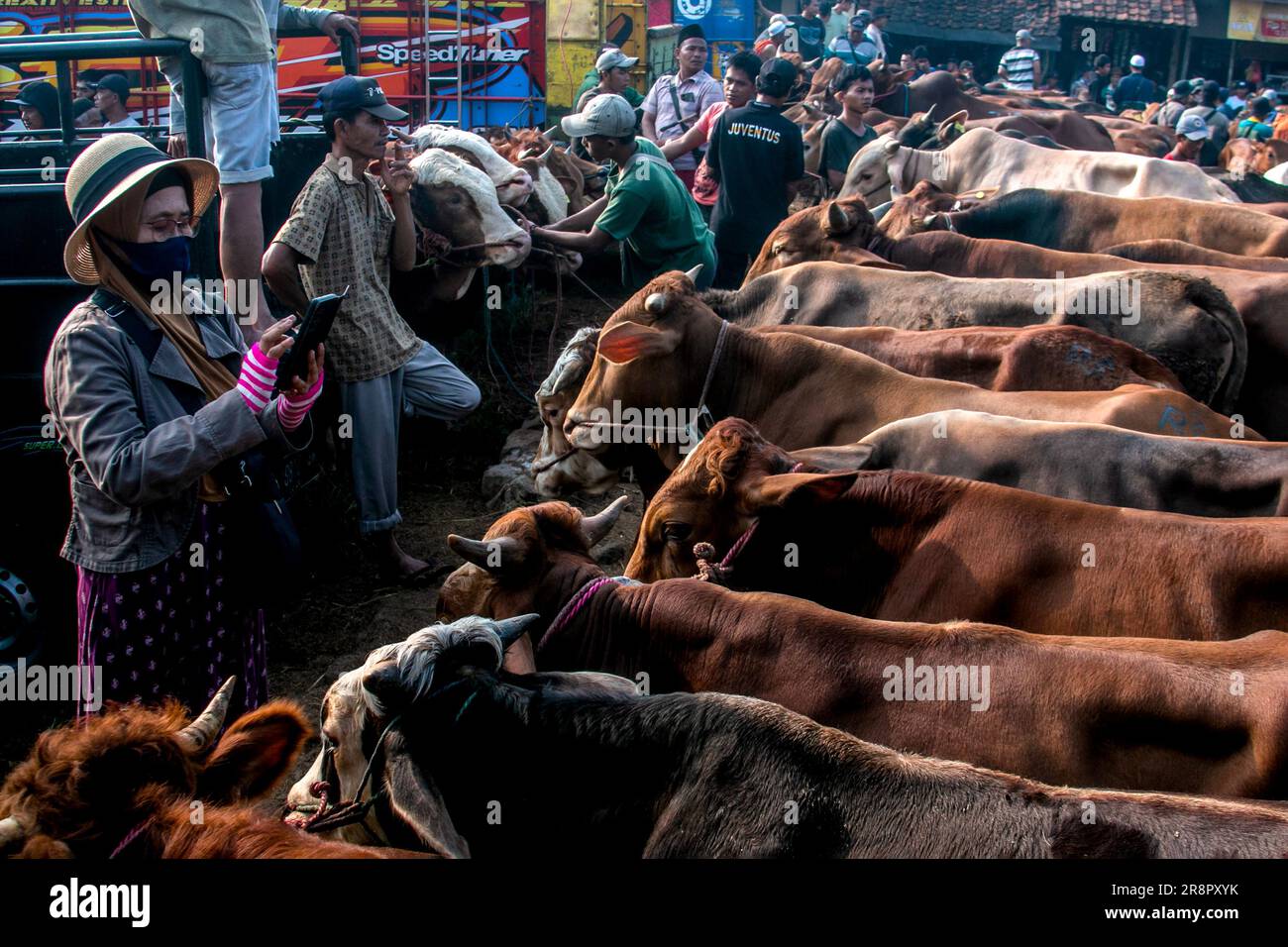 Livestock traders display cows for sale at a livestock market ahead of ...