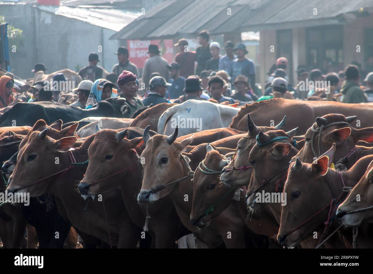 Livestock traders display cows for sale at a livestock market ahead of ...