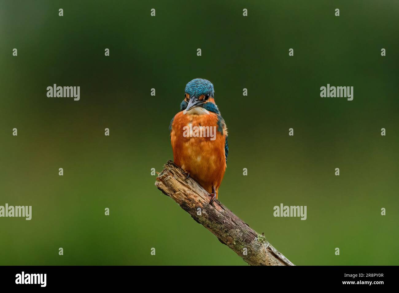Kingfisher looking for a fish hi-res stock photography and images - Alamy