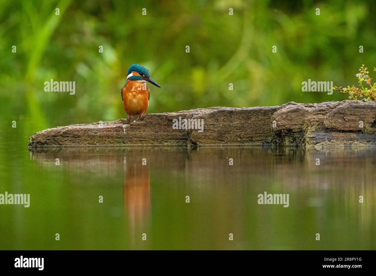 Kingfisher on a rock hi-res stock photography and images - Alamy