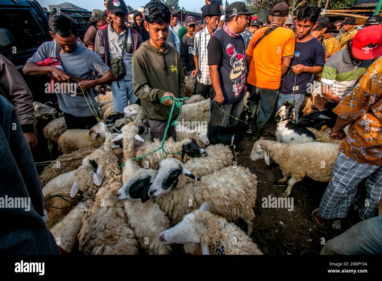 Livestock traders display sheep for sale at a livestock market ahead of ...